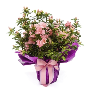 azaleia cor de rosa
